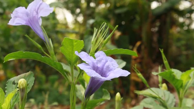 "Snapdragon Root" Images – Browse 84 Stock Photos, Vectors, and Video ...