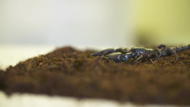 "Emperor Scorpion" Images – Browse 689 Stock Photos, Vectors, and Video ...