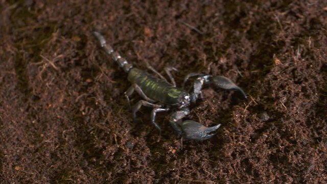 "Emperor Scorpion" Images – Browse 799 Stock Photos, Vectors, and Video ...