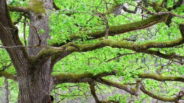 รูปภาพUnflappable – เลือกดูภาพถ่ายสต็อก เวกเตอร์ และวิดีโอ257 | Adobe Stock