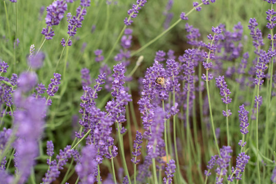 "Violette Blume"-Bilder: Stock-Fotos & -Videos. | Adobe Stock
