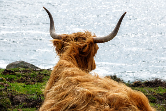 「Kuh-Fell」の画像 - 5,911 件の Stock 写真、ベクターおよびビデオ | Adobe Stock