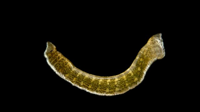 รูปภาพLeech – เลือกดูภาพถ่ายสต็อก เวกเตอร์ และวิดีโอ132,179 | Adobe Stock