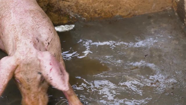 "Pig Sty"-Bilder: Stock-Fotos & -Videos. | Adobe Stock