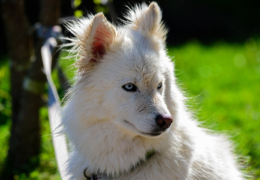 Huskimo Dog