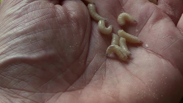 Myiasis bilder – Bläddra bland 146 stockfoton, vektorer och videor ...