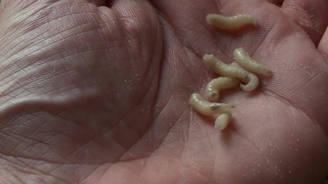 Myiasis 影像 – 瀏覽 147 個素材庫相片、向量圖和影片 | Adobe Stock