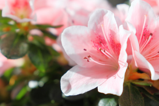 Azalea bilder – Bläddra bland 78,748 stockfoton, vektorer och videor ...