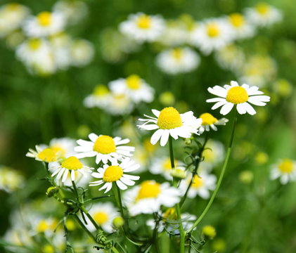 Matricariae Flos"」の写真素材 | 39件の無料イラスト画像 | Adobe Stock