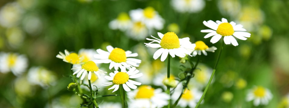 Matricariae Flos"」の写真素材 | 39件の無料イラスト画像 | Adobe Stock