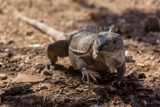 Garrobo Images – Browse 82 Stock Photos, Vectors, and Video | Adobe Stock