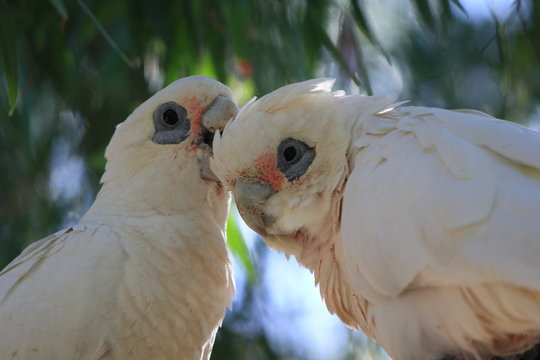 Cacadu Images – Browse 48 Stock Photos, Vectors, and Video | Adobe Stock