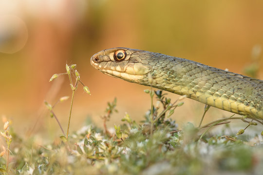 รูปภาพNatter – เลือกดูภาพถ่ายสต็อก เวกเตอร์ และวิดีโอ6,288 | Adobe Stock