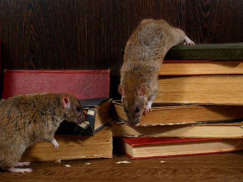 รูปภาพVermin – เลือกดูภาพถ่ายสต็อก เวกเตอร์ และวิดีโอ115,045 | Adobe Stock