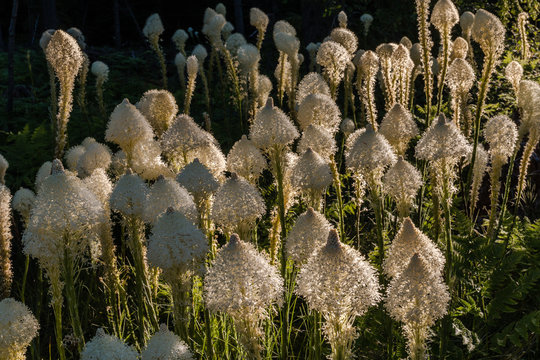 Bear Grass Alpine