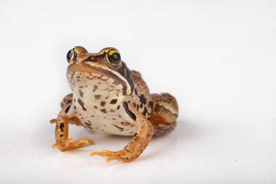 Hoptoad Bilder – Durchsuchen 564 Archivfotos, Vektorgrafiken und Videos ...
