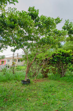 Hogberry Images – Browse 26 Stock Photos, Vectors, and Video | Adobe Stock