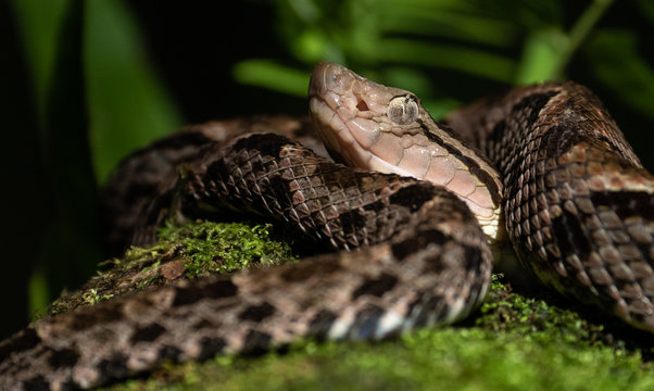 รูปภาพFer-De-Lance – เลือกดูภาพถ่ายสต็อก เวกเตอร์ และวิดีโอ182 | Adobe ...