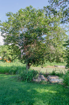 Hogberry Images – Browse 56 Stock Photos, Vectors, and Video | Adobe Stock