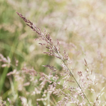 Tiges Images – Browse 55 Stock Photos, Vectors, and Video | Adobe Stock