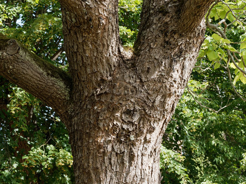 Indian-Bean-Tree Bilder – Durchsuchen 965 Archivfotos, Vektorgrafiken ...