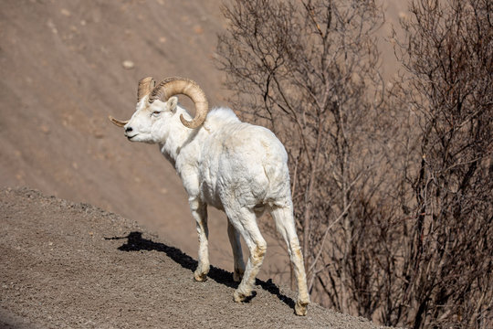 รูปภาพRammbock – เลือกดูภาพถ่ายสต็อก เวกเตอร์ และวิดีโอ72 | Adobe Stock