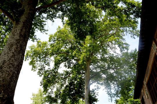 「Chinar」の画像 - 147 件の Stock 写真、ベクターおよびビデオ | Adobe Stock