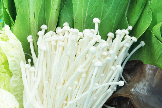 รูปภาพEnoki – เลือกดูภาพถ่ายสต็อก เวกเตอร์ และวิดีโอ11,531 | Adobe Stock