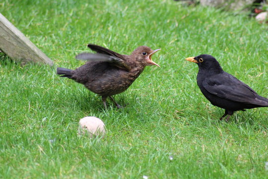 Baby Blackbird