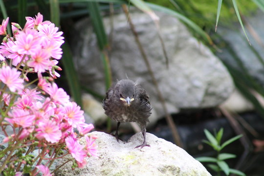 Baby Starling Bird Australia