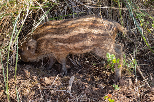 Wildlife In Sicily