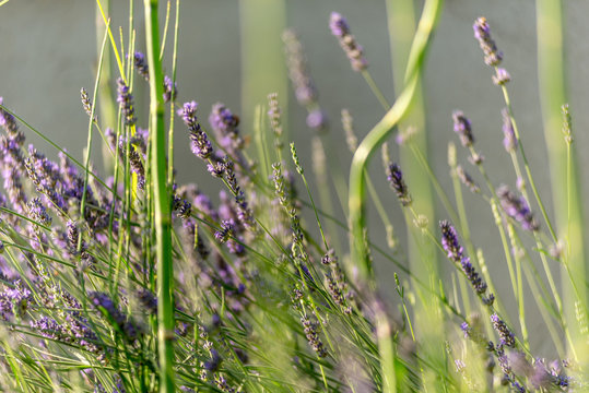 รูปภาพArthrophyta – เลือกดูภาพถ่ายสต็อก เวกเตอร์ และวิดีโอ454 | Adobe Stock