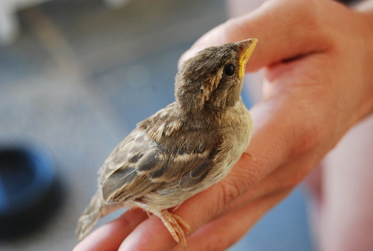"Bird On Hand" Images – Browse 202 Stock Photos, Vectors, and Video ...