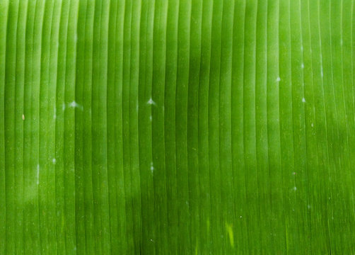 Vazha 이미지 – 찾아보기 32 스톡 사진, 벡터 및 비디오 | Adobe Stock