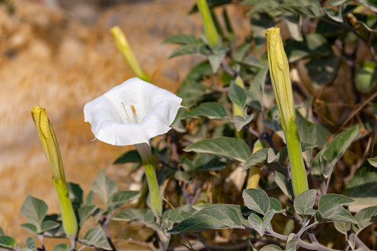 Deliriant Bilder – Durchsuchen 141 Archivfotos, Vektorgrafiken und ...