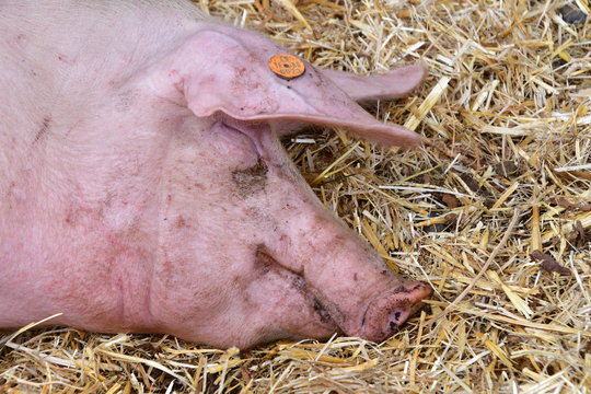 「Puerco」の画像 - 1,481 件の Stock 写真、ベクターおよびビデオ | Adobe Stock