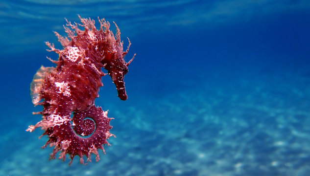 Hippocampe - Images et vidéos libres de droits | Adobe Stock