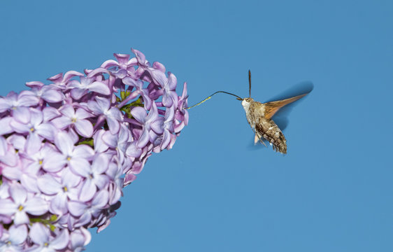 Collibri Images – Browse 28 Stock Photos, Vectors, and Video | Adobe Stock