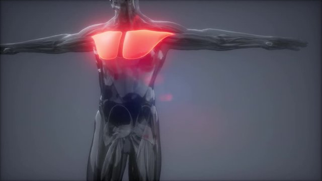 Pectoral Images – Parcourir 14,222 le catalogue de photos, vecteurs et ...