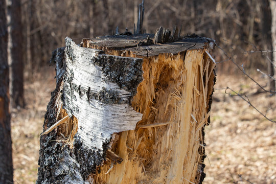 "Rotten Stump" Images – Browse 215 Stock Photos, Vectors, and Video ...