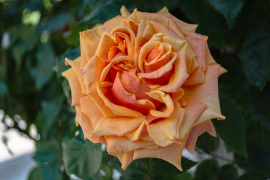 Orange-Rote Images – Browse 66 Stock Photos, Vectors, and Video | Adobe ...