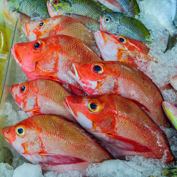 Maya-Maya Images – Browse 7 Stock Photos, Vectors, and Video | Adobe Stock