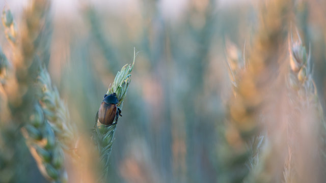 Graminivorous Images – Browse 483 Stock Photos, Vectors, and Video ...