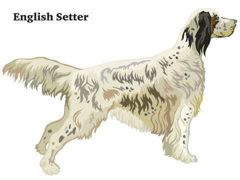 English Setter Drawing Images – Browse 1,885 Stock Photos, Vectors, and ...