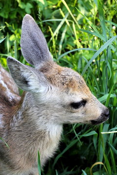 Baa-Lamb Bilder – Durchsuchen 368 Archivfotos, Vektorgrafiken und ...
