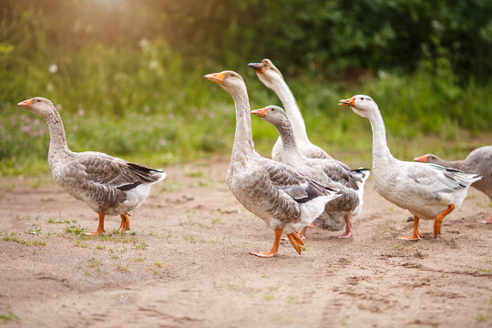 Farm Geese