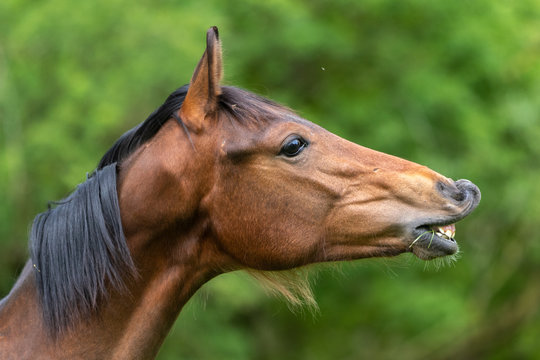 Flemen Bilder – Durchsuchen 42 Archivfotos, Vektorgrafiken und Videos ...