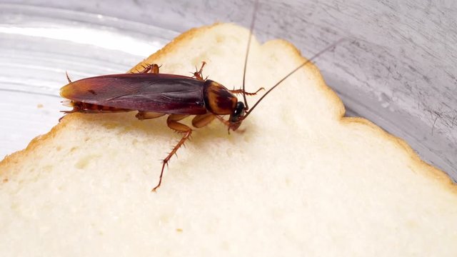รูปภาพCockroach – เลือกดูภาพถ่ายสต็อก เวกเตอร์ และวิดีโอ76,960 | Adobe ...