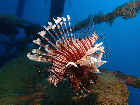 Butterfly-Cod Images – Browse 444 Stock Photos, Vectors, and Video ...