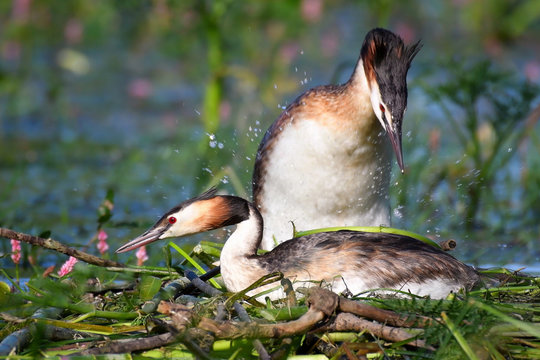 รูปภาพPodiceps – เลือกดูภาพถ่ายสต็อก เวกเตอร์ และวิดีโอ11,024 | Adobe Stock